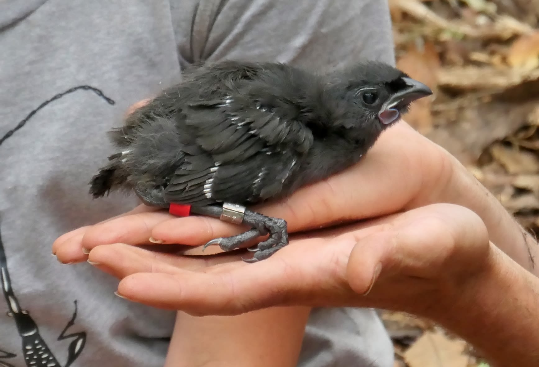 Manawahe Kokako Trust – Manawahe Eco Trust