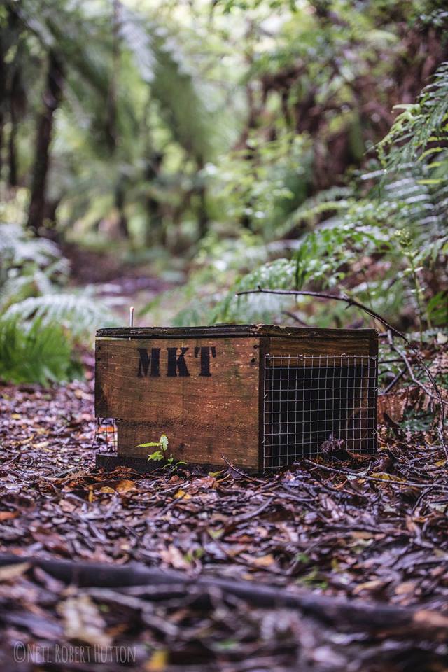 Manawahe Kokako Trust – Manawahe Eco Trust