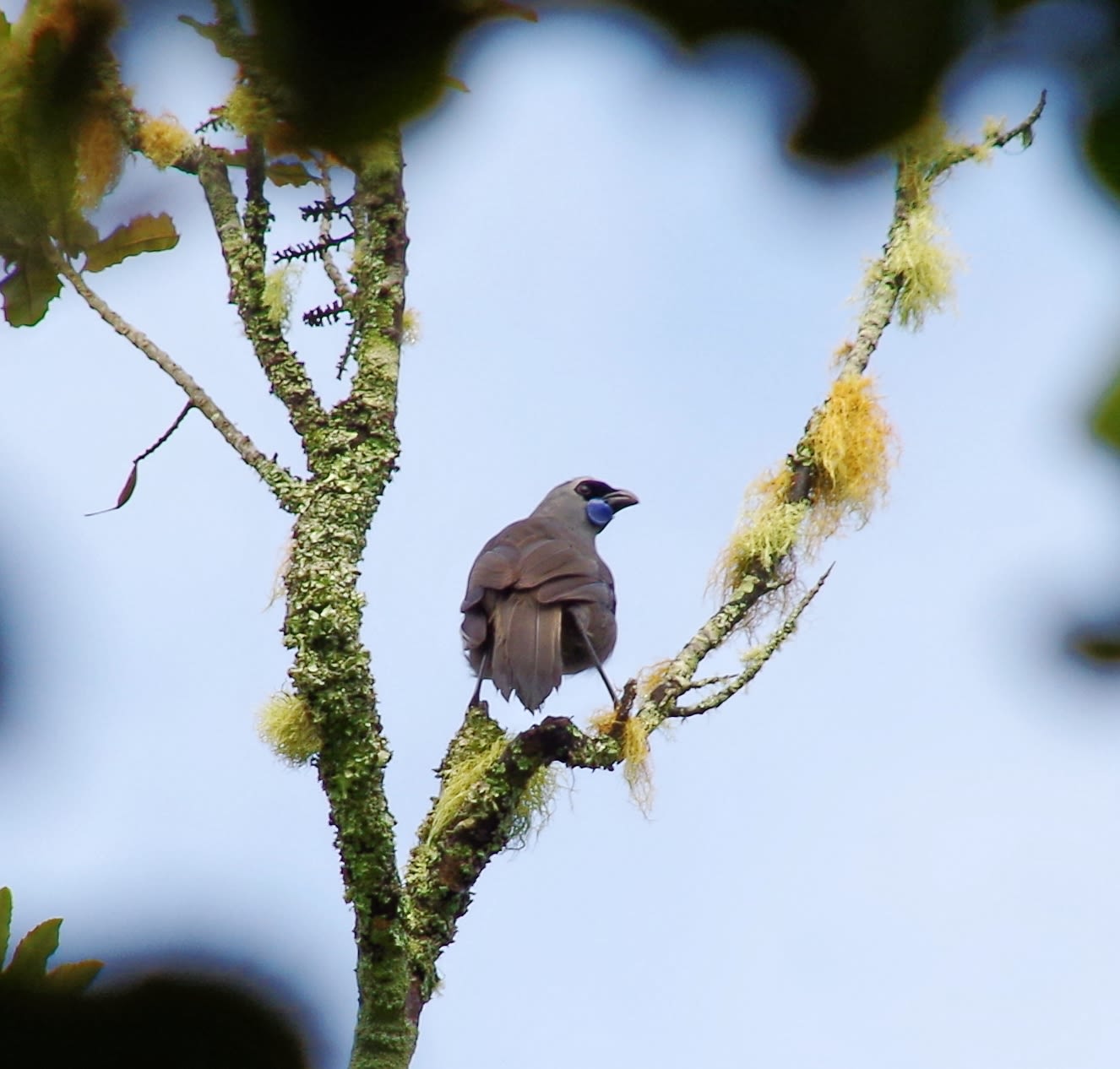 Manawahe Kokako Trust – Manawahe Eco Trust