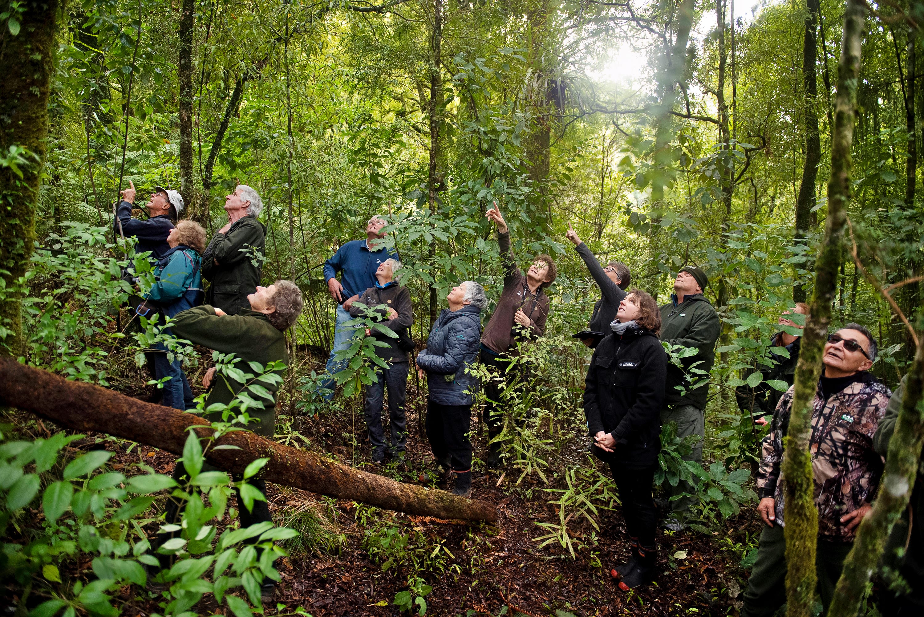 Manawahe Kokako Trust – Manawahe Eco Trust