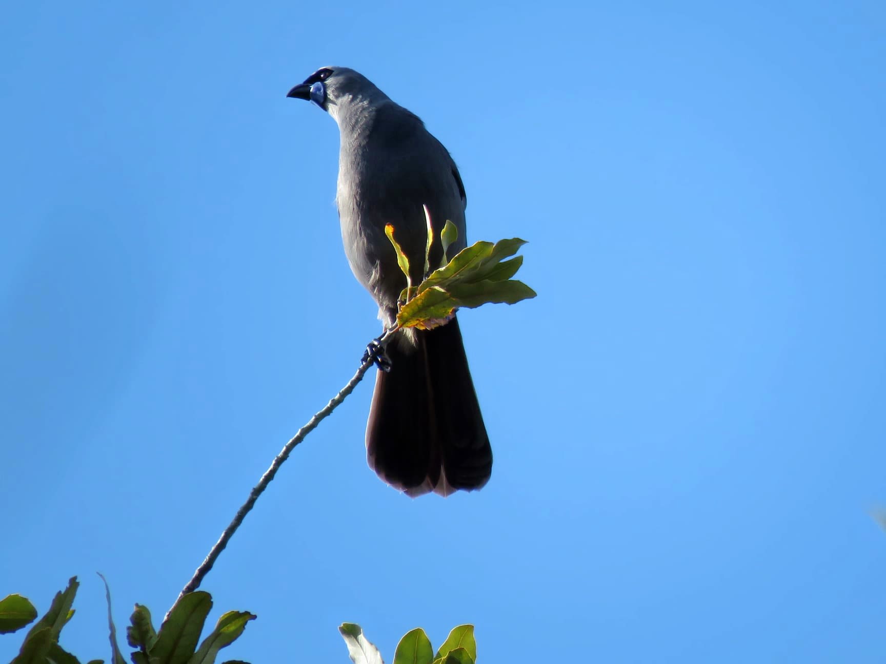 Manawahe Kokako Trust – Manawahe Eco Trust