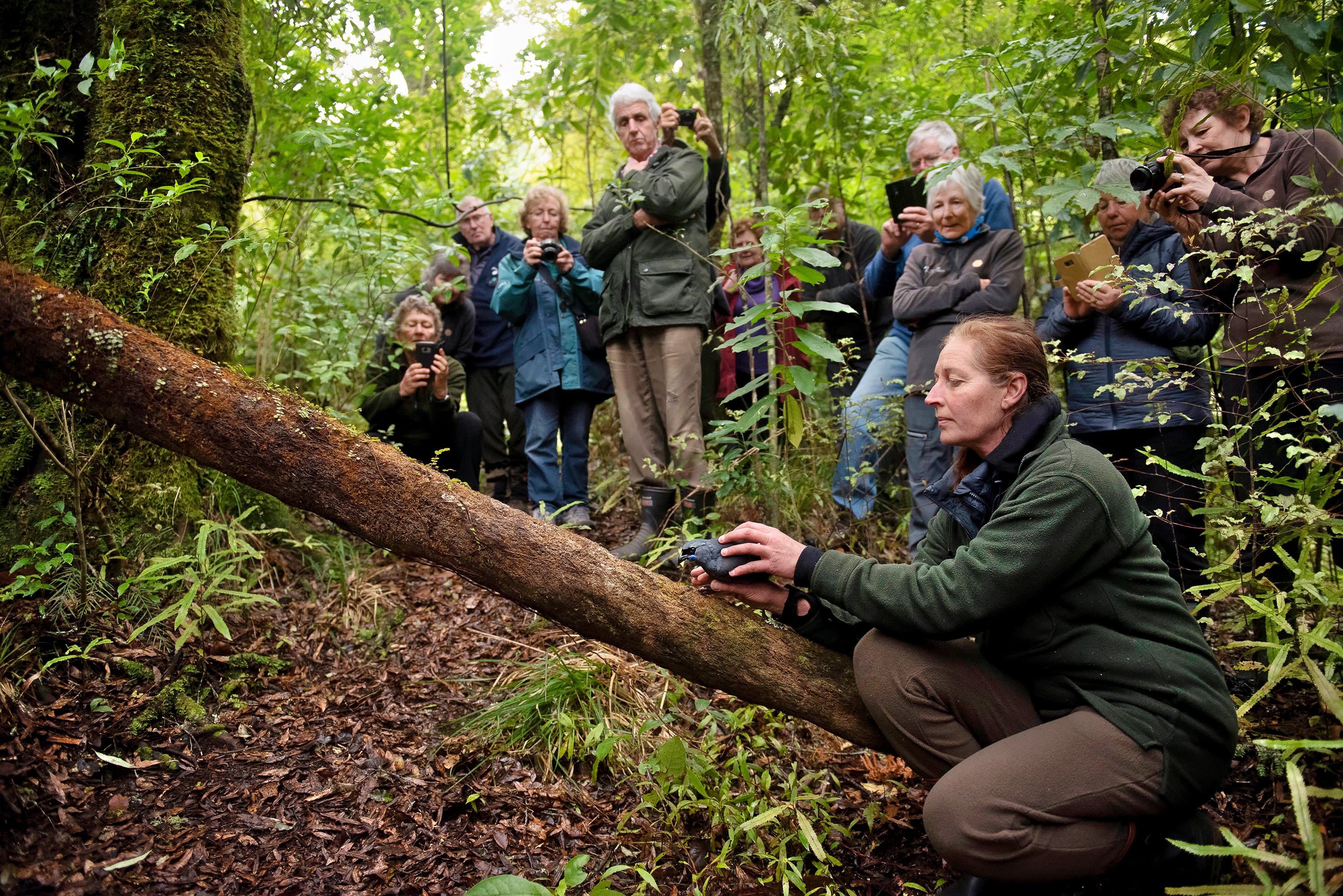 Manawahe Kokako Trust – Manawahe Eco Trust