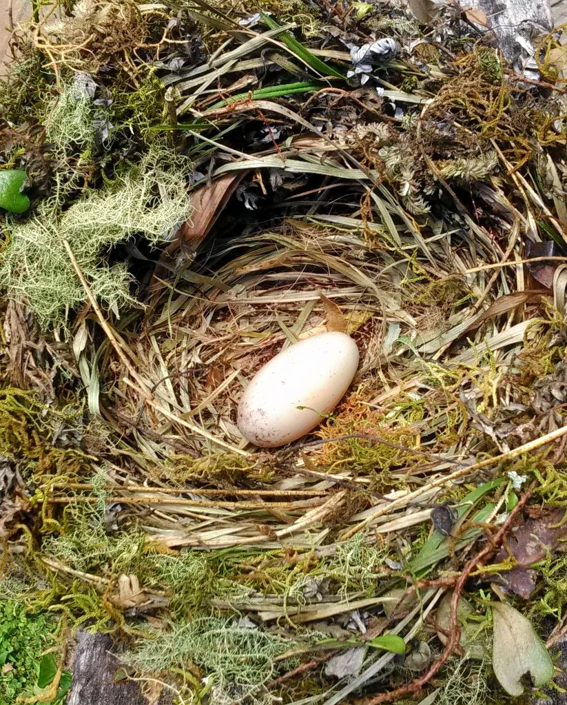 Manawahe Kokako Trust – Manawahe Eco Trust