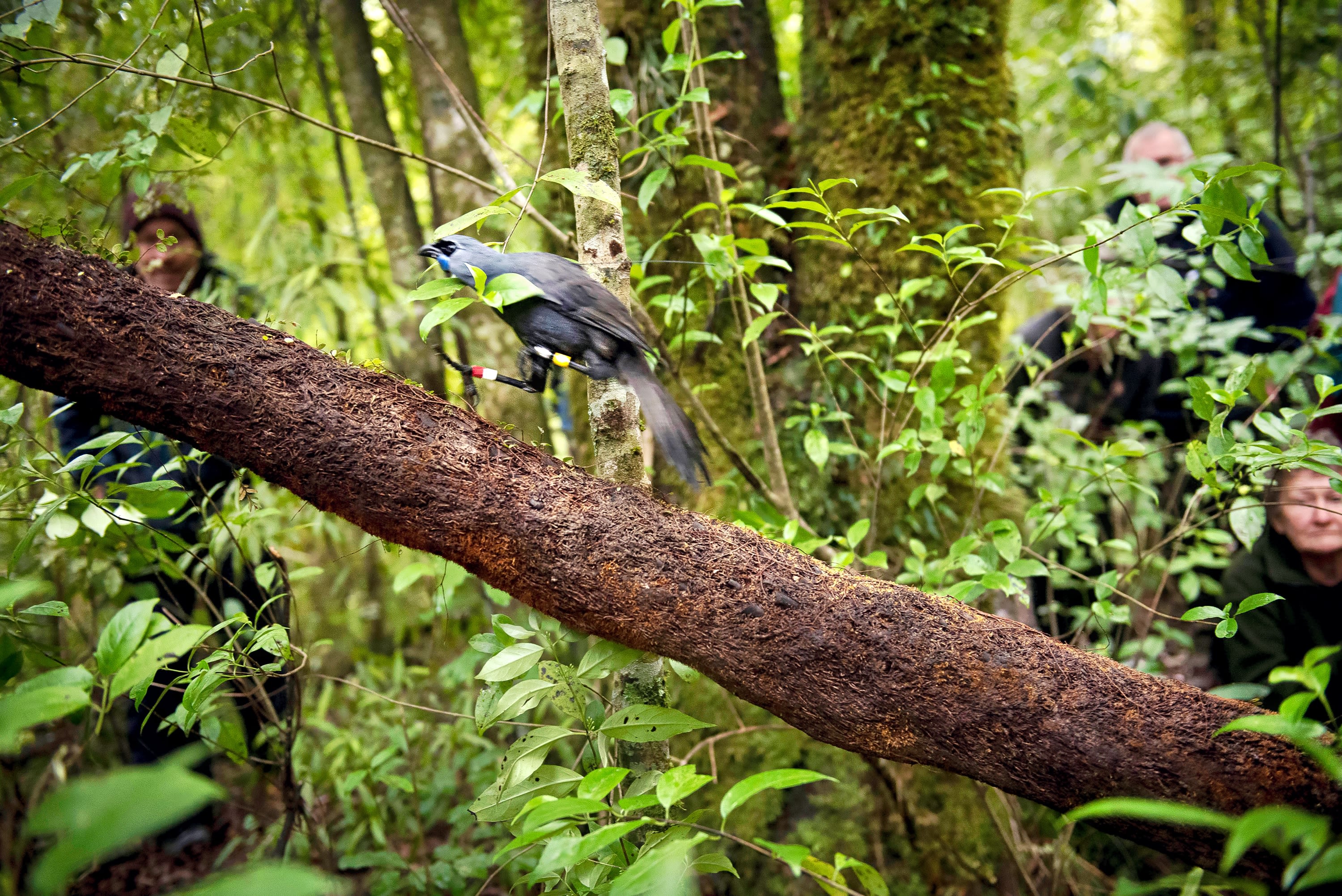 Manawahe Kokako Trust – Manawahe Eco Trust